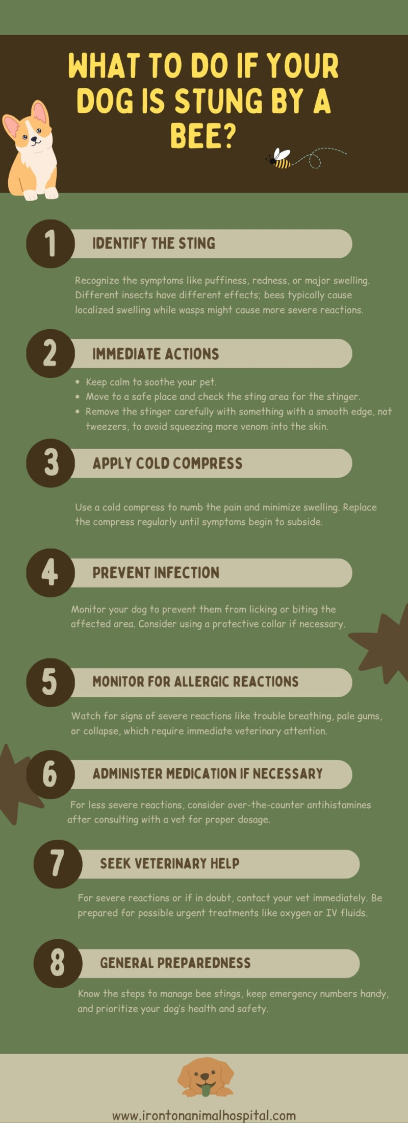 What to Do if Your Dog is Stung by a Bee? Expert Advice to Keep Your ...