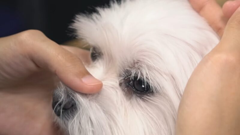 At Home Care for a Dog Eye Stye: When Your Dog Winks