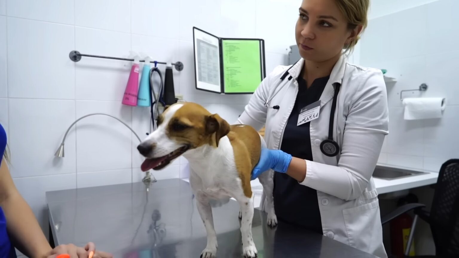 Ironton Animal Hospital - Pet Passion