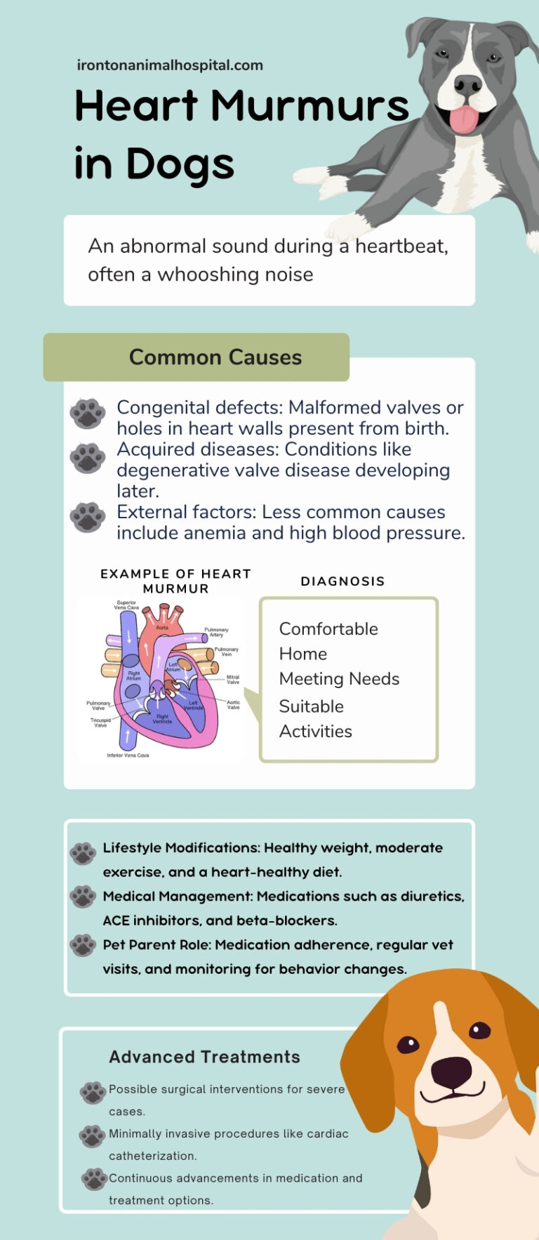 Dog Heart Murmur - Guide for Pet Parents