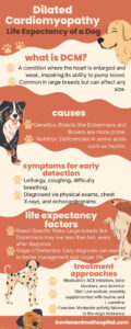 Life Expectancy of a Dog with Dilated Cardiomyopathy: Prognosis Factors - Ironton Animal Hospital