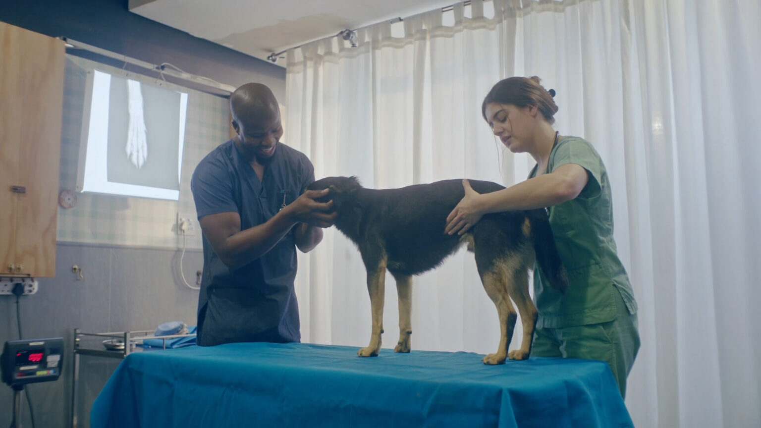 Life Expectancy of a Dog with Dilated Cardiomyopathy: Prognosis Factors ...