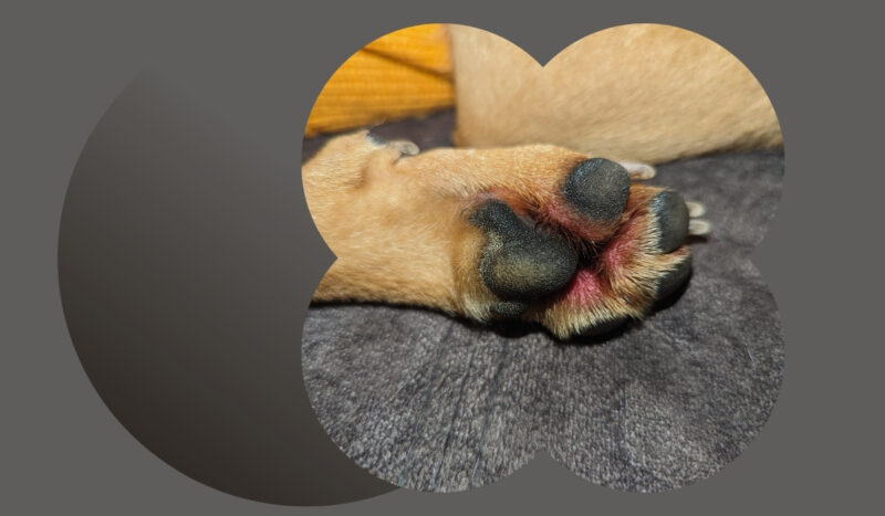 What Causes Red Paws on Dogs and How to Treat It? - Ironton Animal Hospital